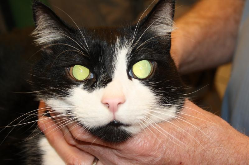 Oogheelkundige spoedgevallen | Doorverwijspraktijk Oogheelkunde