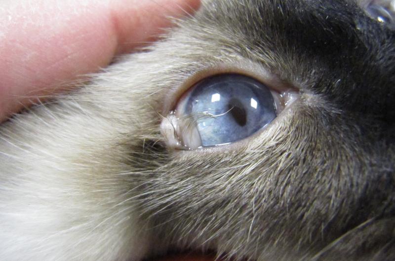 Oogleden | Doorverwijspraktijk Oogheelkunde